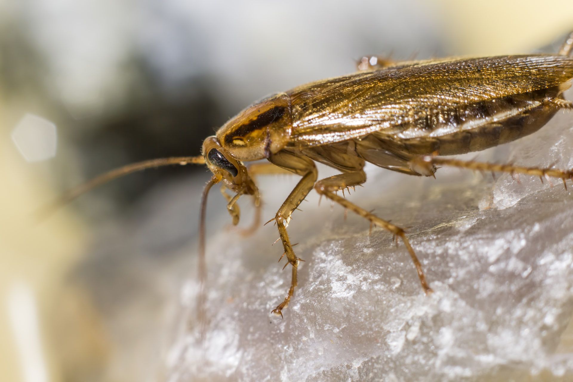 Γερμανική κατσαρίδα (Blattella germanica- Linnaeus) - Απεντομώσεις ...